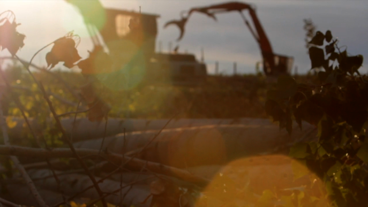 Lifecycle Of MPX Plywood | [moyercreative]